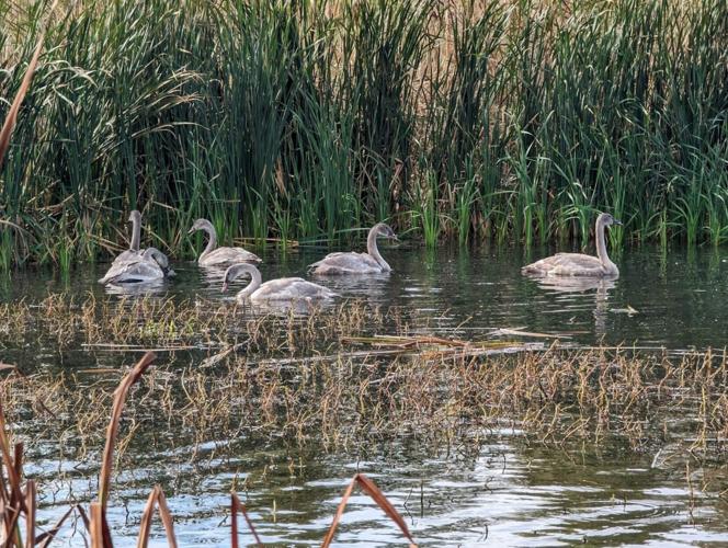 Trumpeter swans return to natural habitat after assist from Humane ...