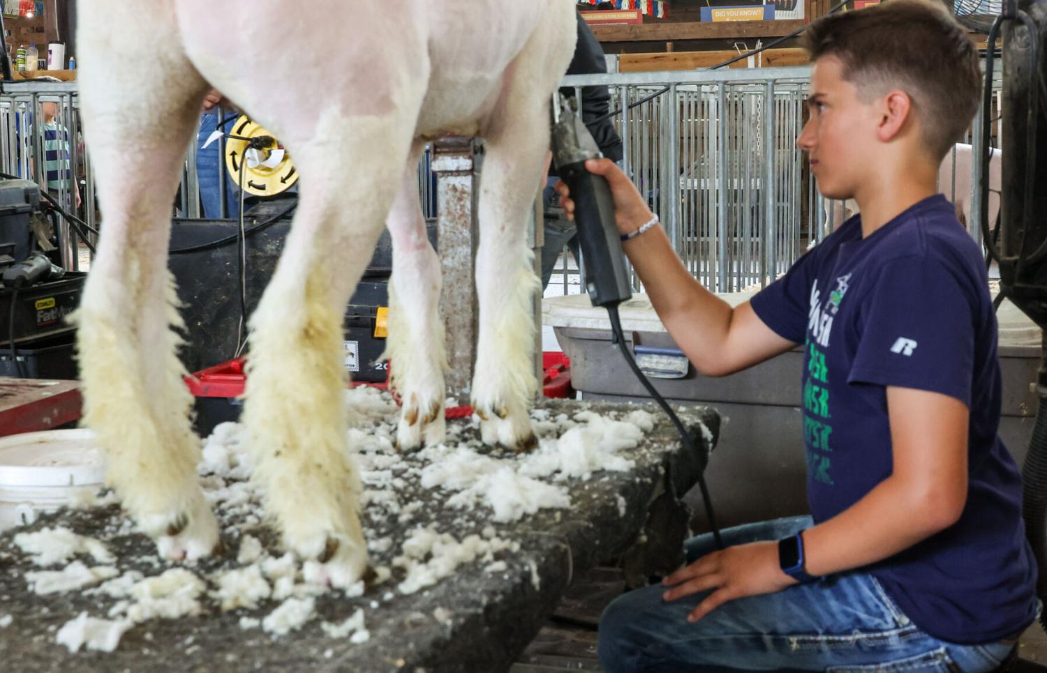 Next-gen farmers are not sheepish about raising livestock