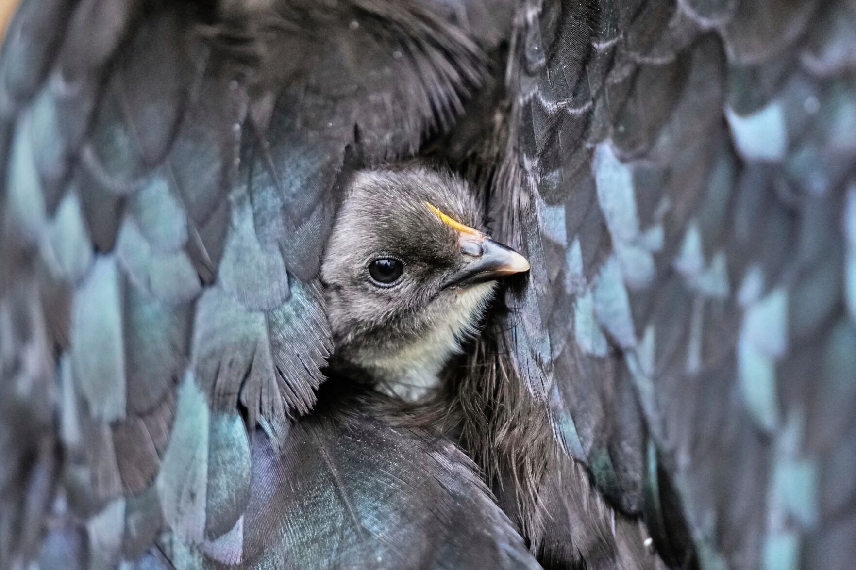 Fragile, fierce and fleeting: AP’s best animal and nature photos of 2025