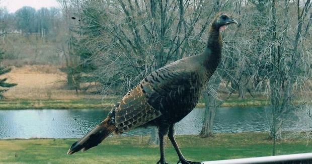 Where the wild turkeys are