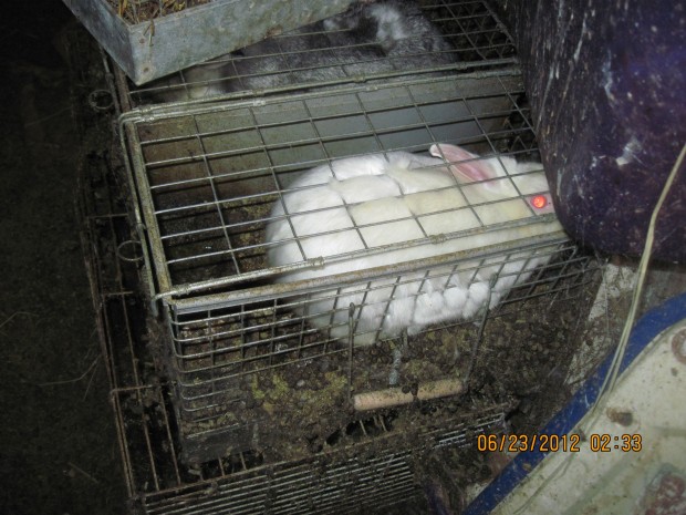 74 rabbits taken from alleged hoarder house
