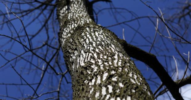 Ash borer devastates 150 trees in Pulaski Park