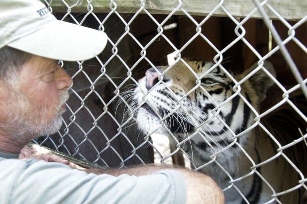 Roy Boy's tigers thriving in new home