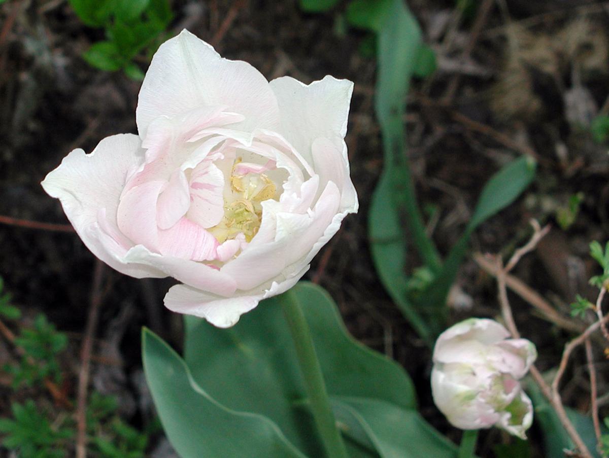Angelique: One of the prettiest tulips is also easy to grow