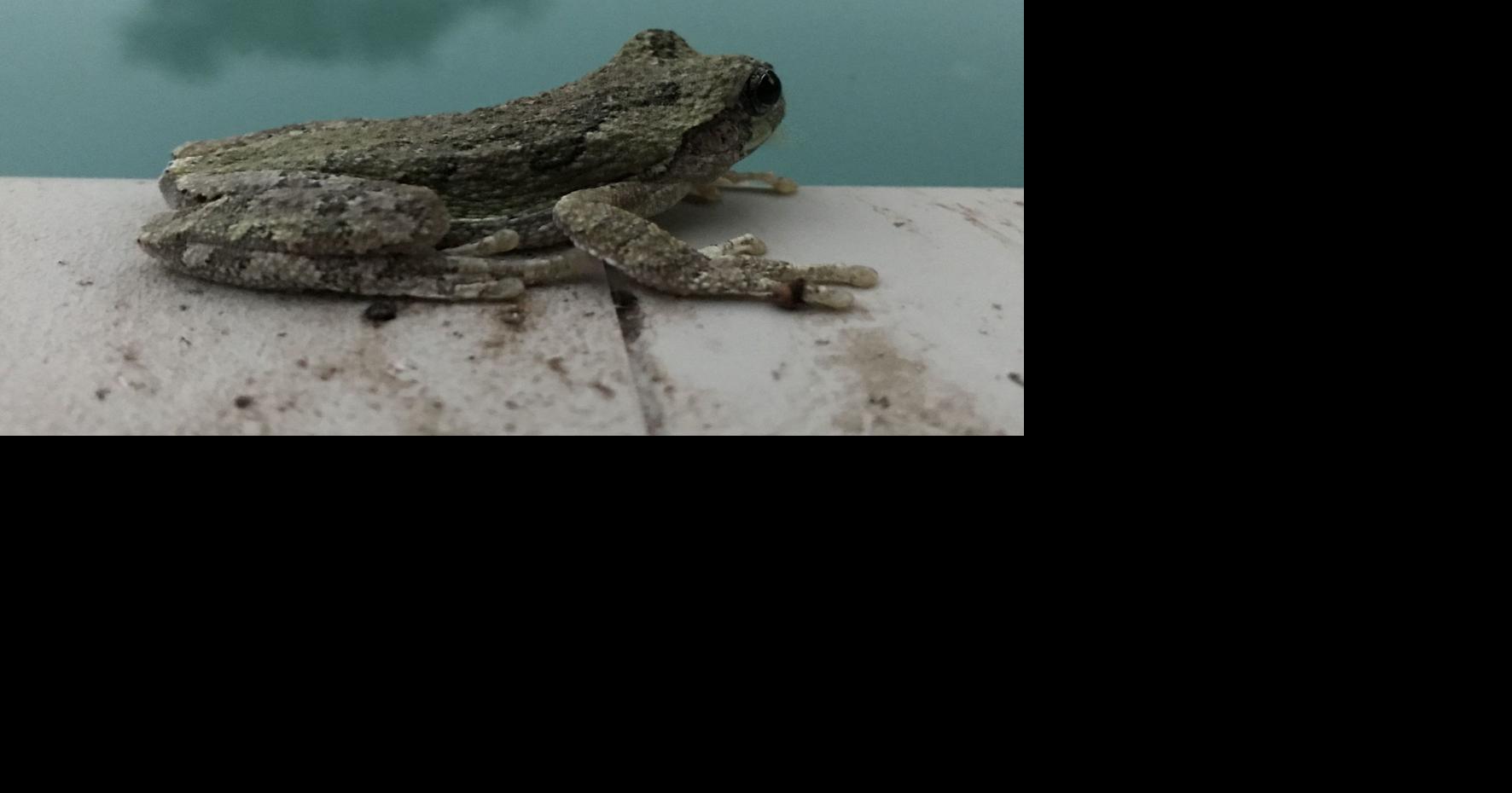 News briefs: Art display scheduled through Feb. 28, free frog ...