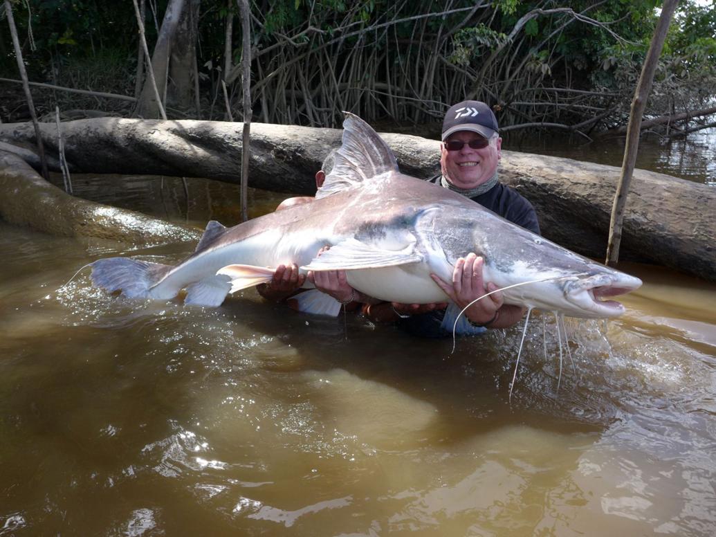 Piraiba Catfish take local fisherman for a ride