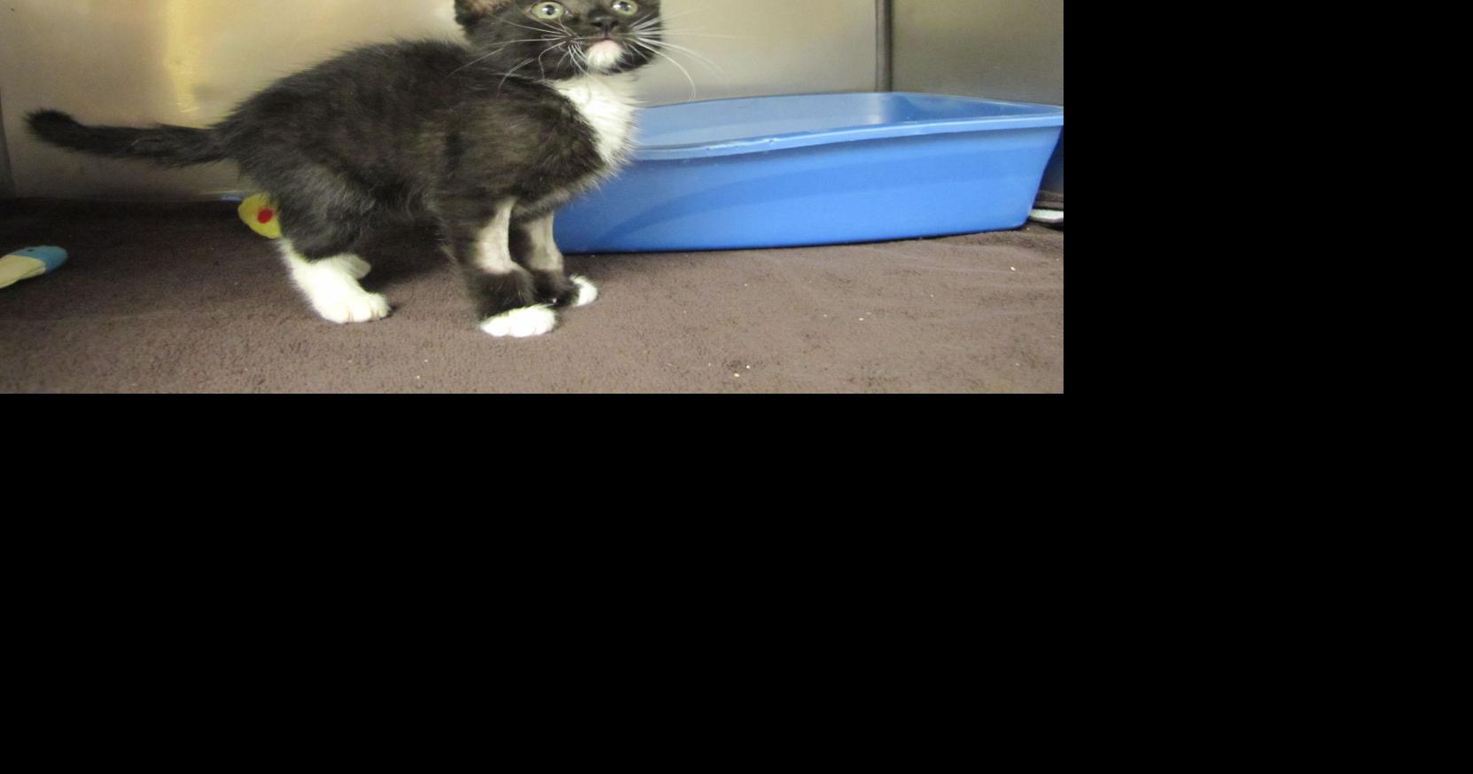 LaPorte kitten recovering after being stomped on, kicked