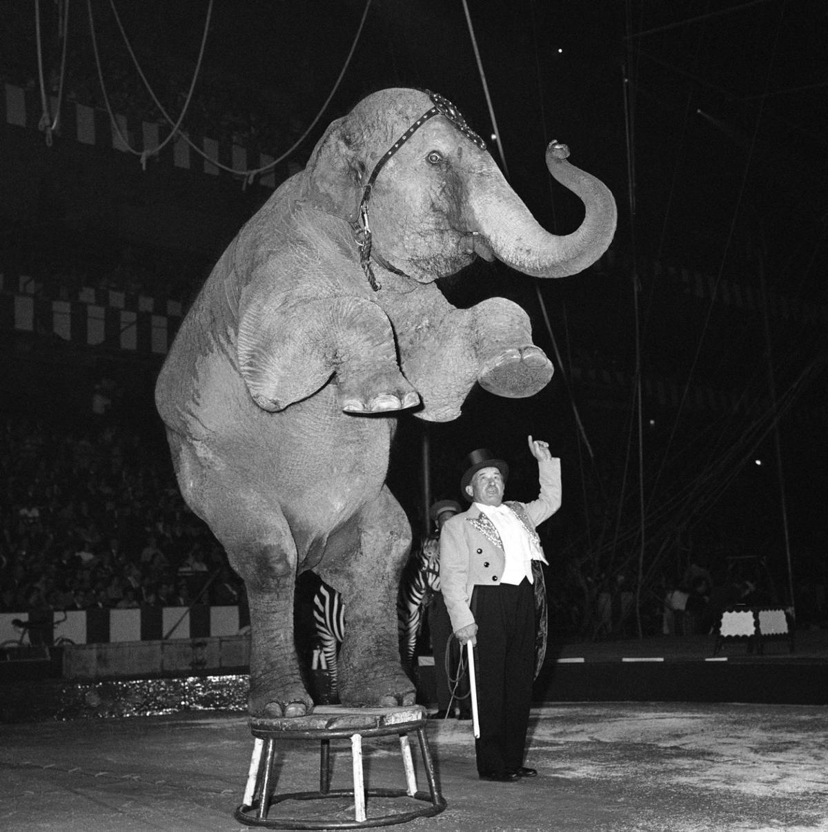 Last dance: Final performance for Ringling Bros. elephants ...