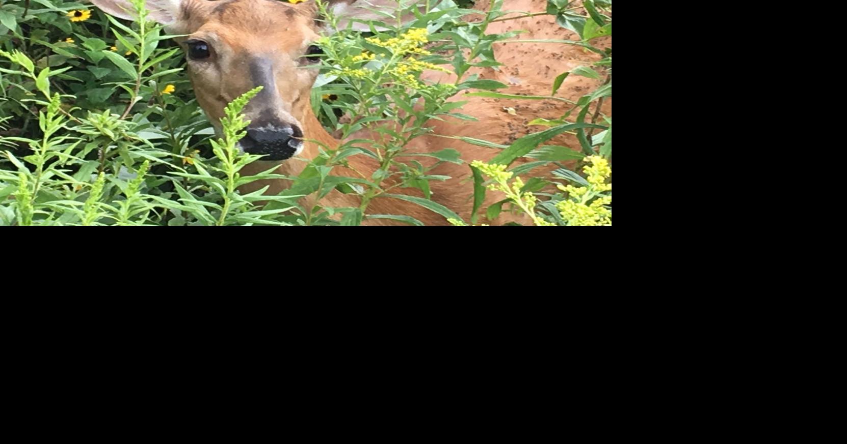 Safety Check: Tips on avoiding deer collisions