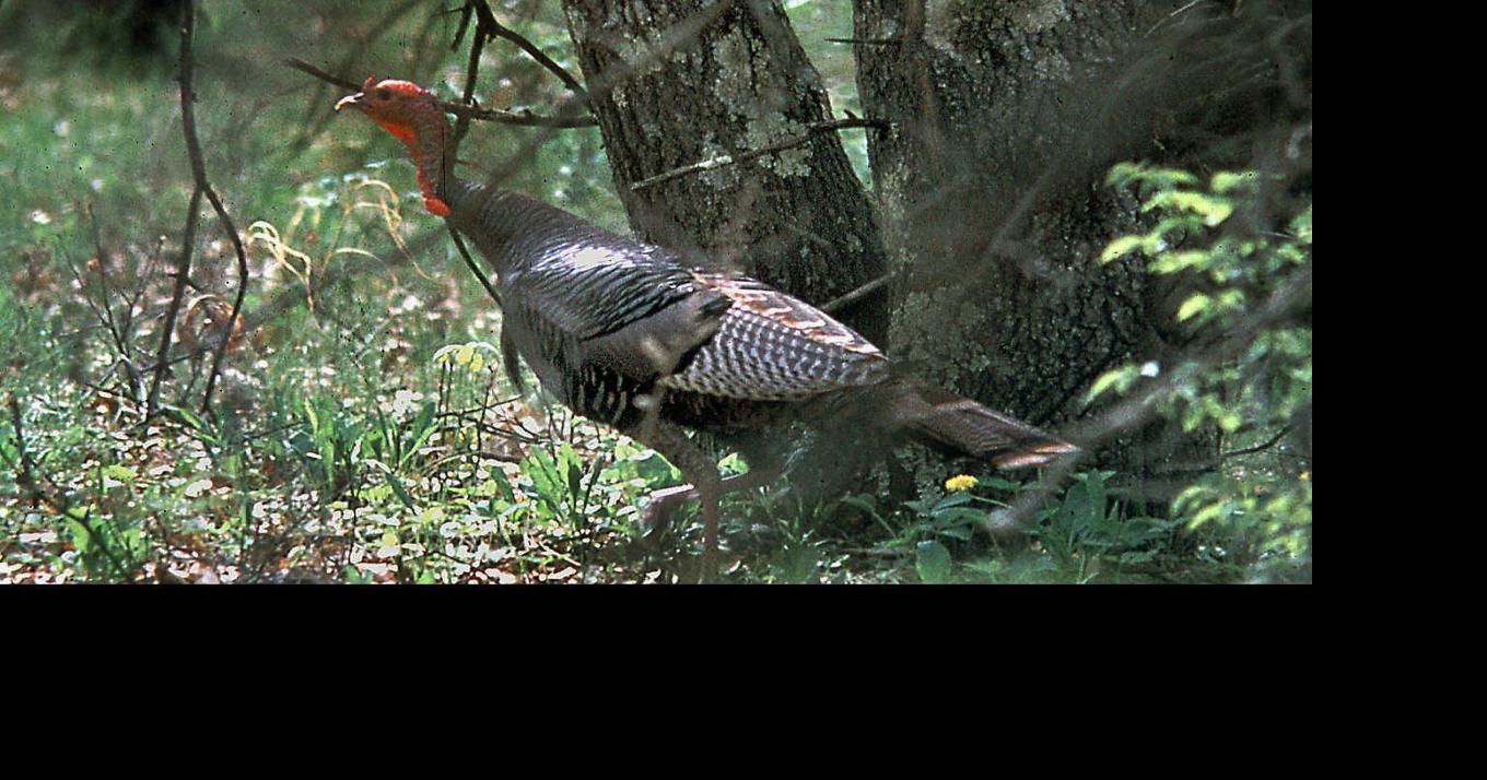 Wild turkeys making comeback in Indiana