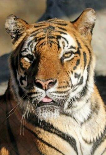 tiger sad face