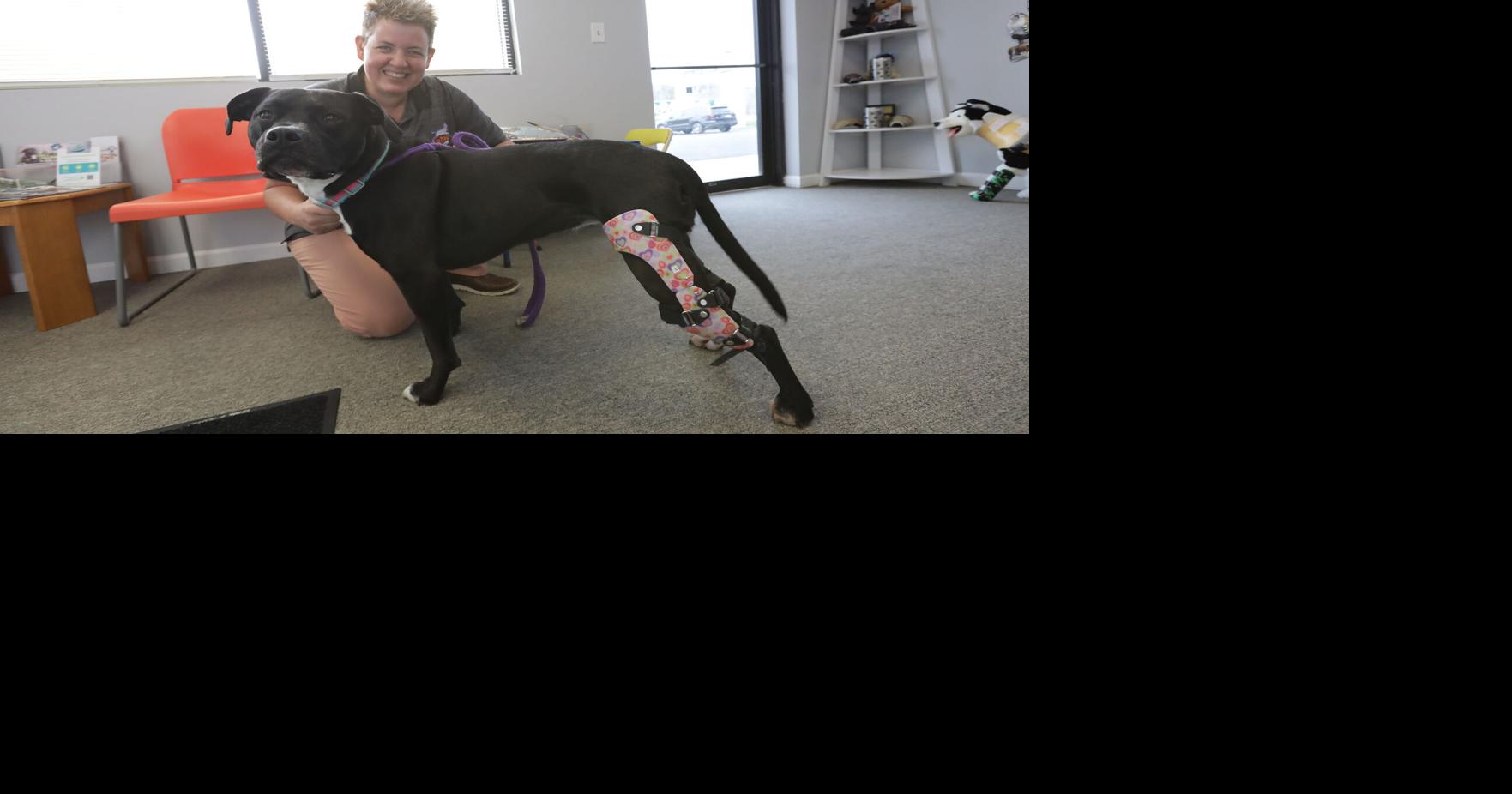 Paws In Motion gives new mobility to disabled dogs