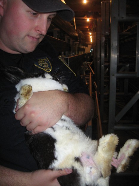 74 rabbits taken from alleged hoarder house | Valparaiso News ...