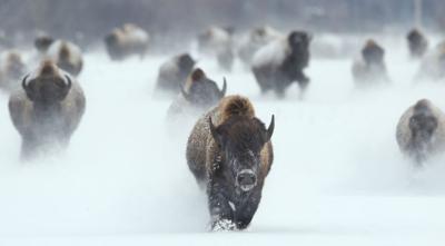 Lakeshore Public Media to debut Ken Burns bison doc where the buffalo roam