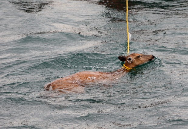 Deer drowns in Lake Michigan after rescue attempt | Gary News ...