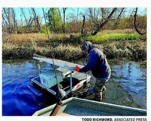 Stopping the spread of invasive carp species