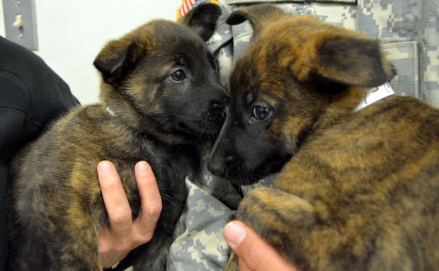 Families take future war dogs into homes as foster pups