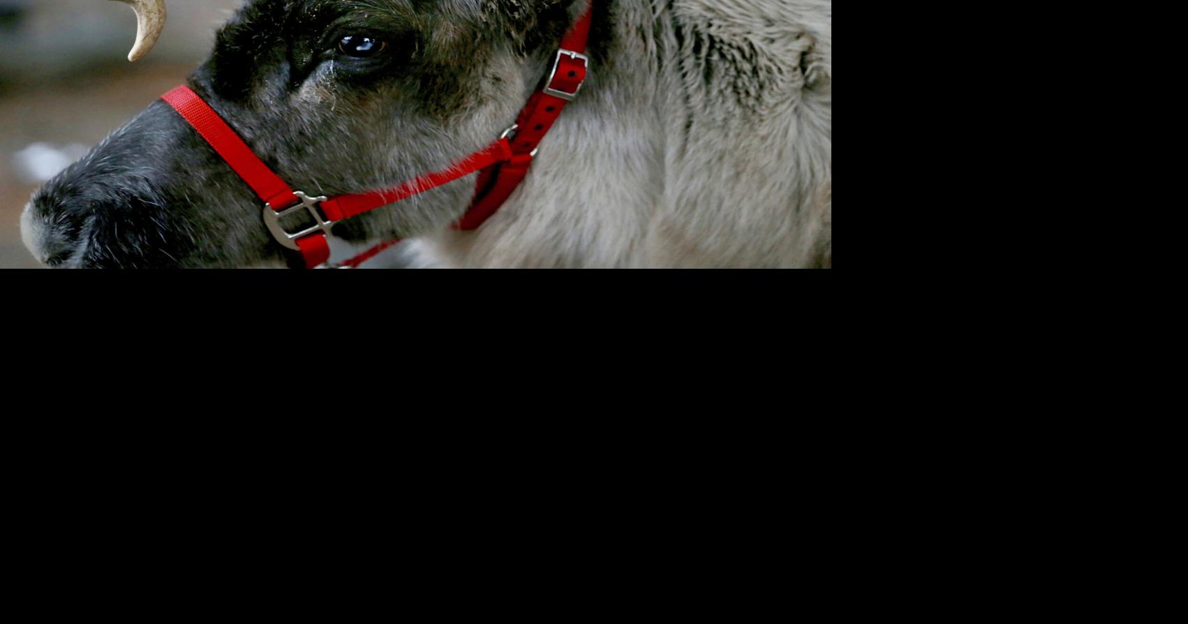 Study suggests reindeer vision evolved to spot favorite food