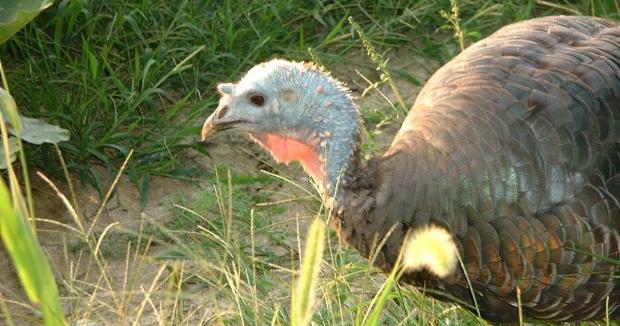 Once vanishing wild turkeys now thriving in Indiana