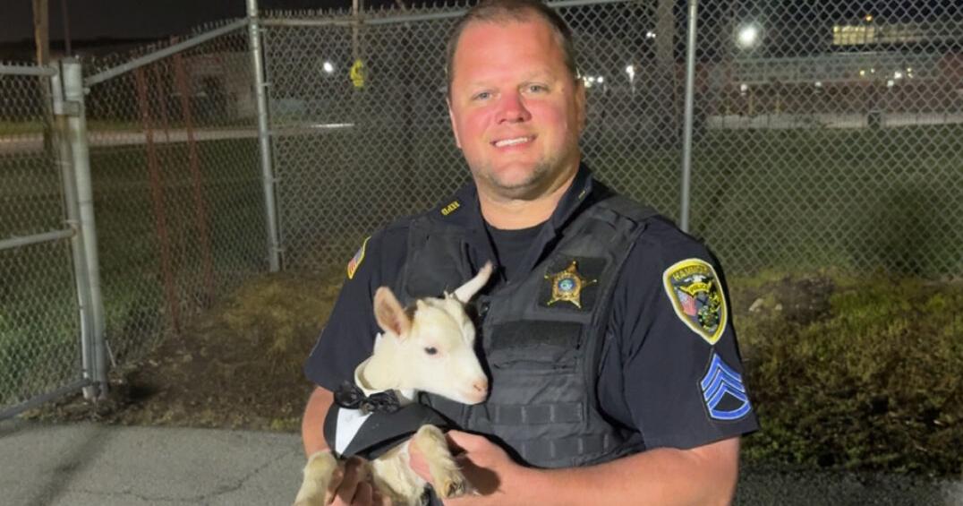 Baby goat dressed in tuxedo rescued by Hammond officer