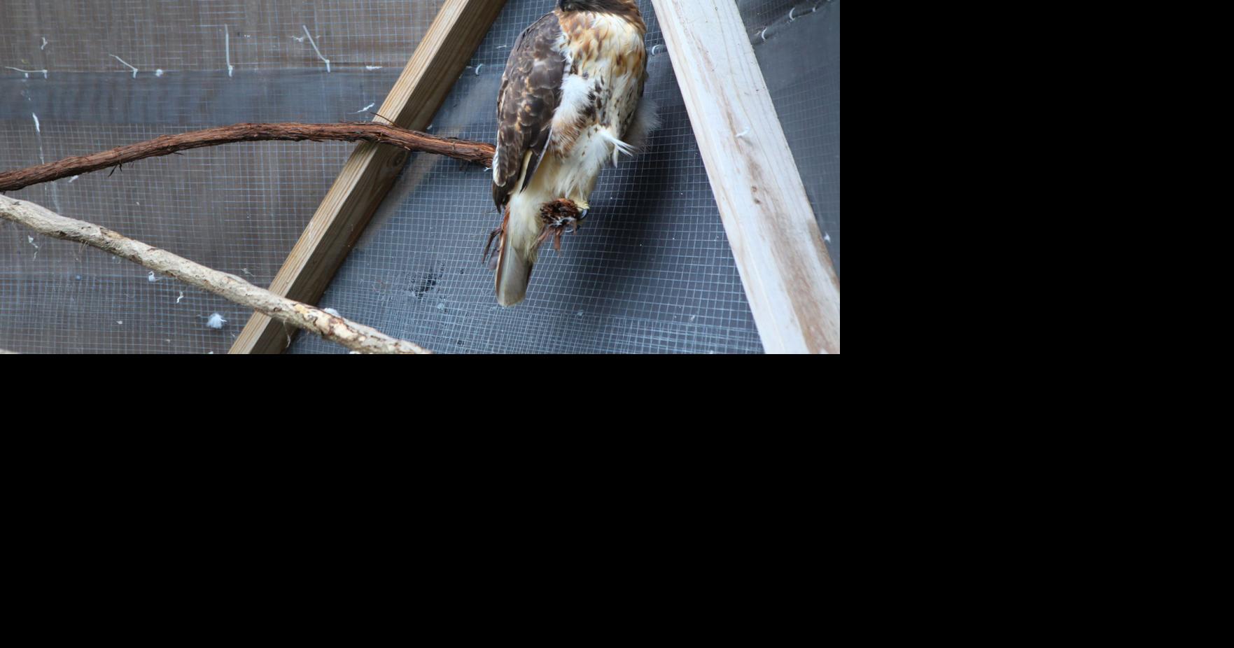 Gallery: Animals at Moraine Ridge Wildlife Center