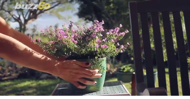 How to spruce up your garden in time for spring, and more videos to ...