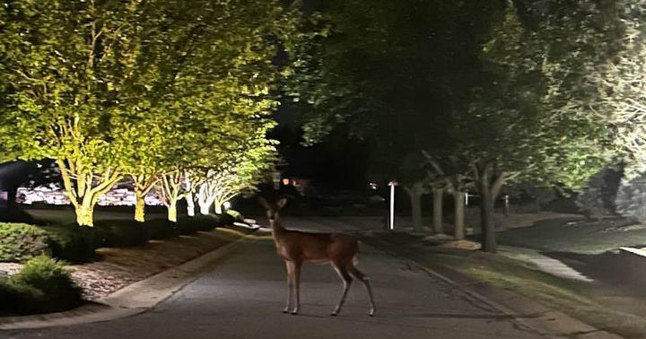 Dozens of deer dying in Porter County