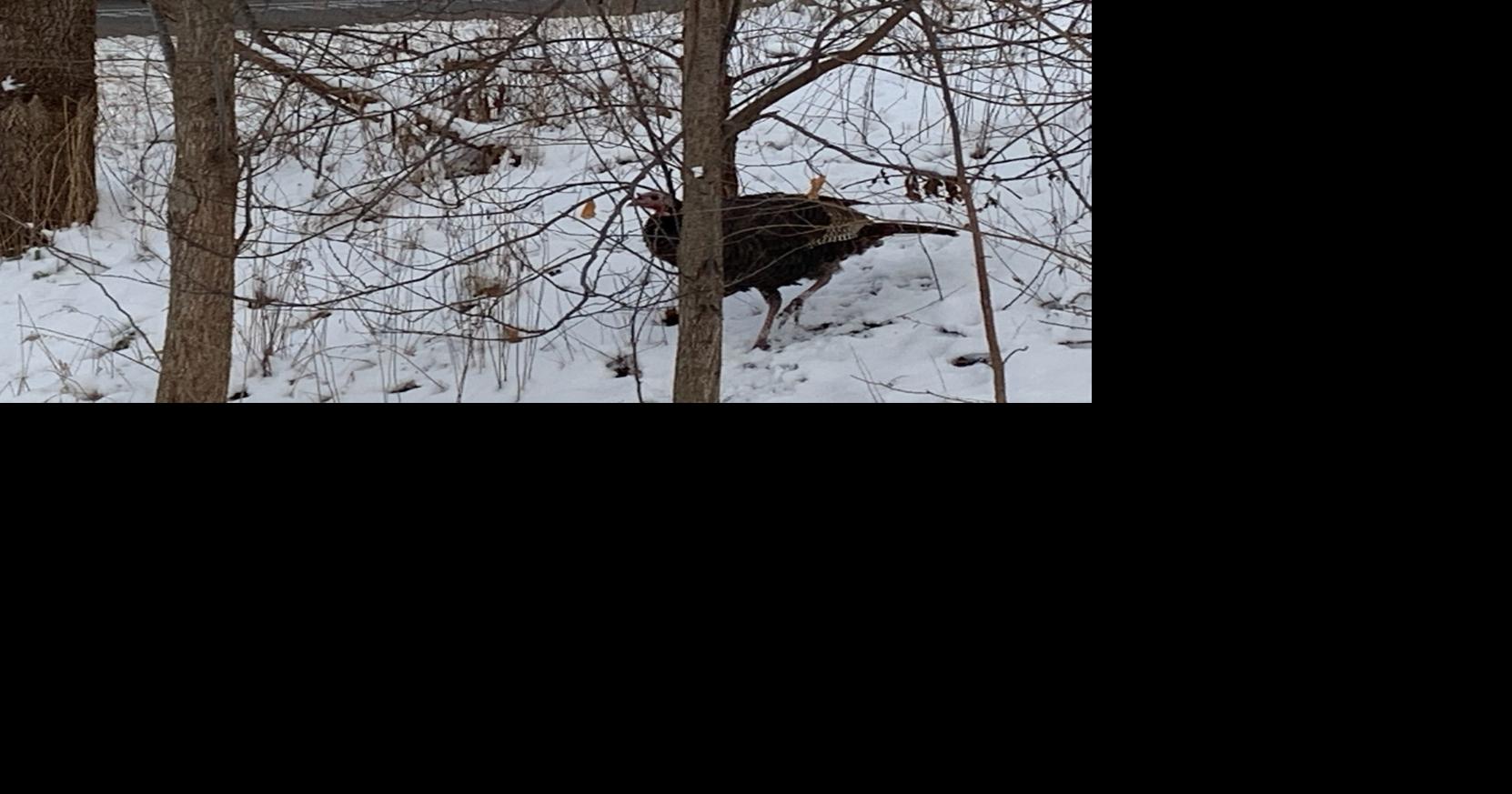 DNR euthanizes nuisance turkey