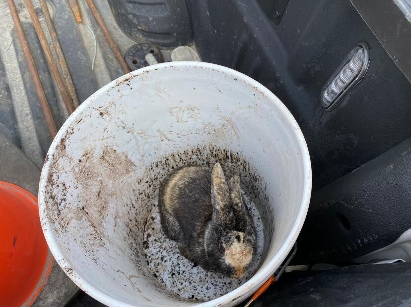 Rescuers rally to save rabbit stuck 15 feet down in Lansing sewer