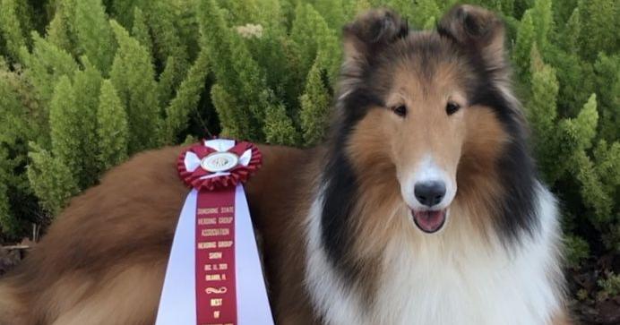 Westminster 'best of' is the leader of the pack at Rohde Collies