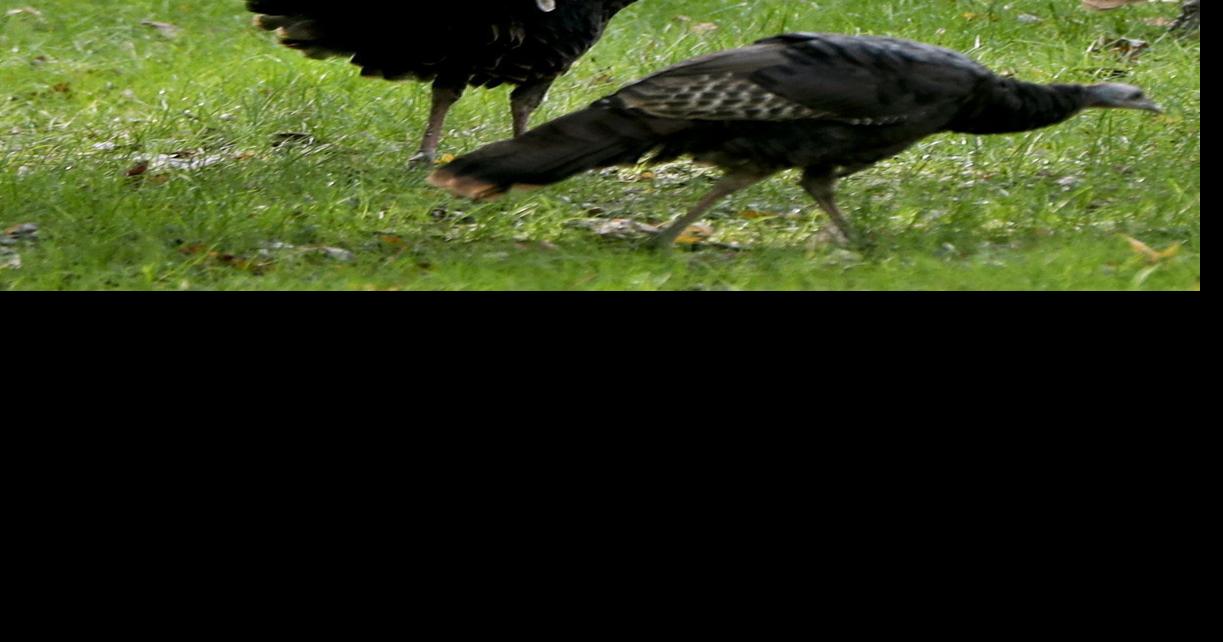 'Aggressive' turkeys corner man in his garage for more than 30 minutes ...