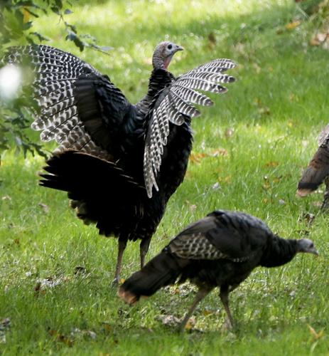 'Aggressive' turkeys corner man in his garage for more than 30 minutes ...