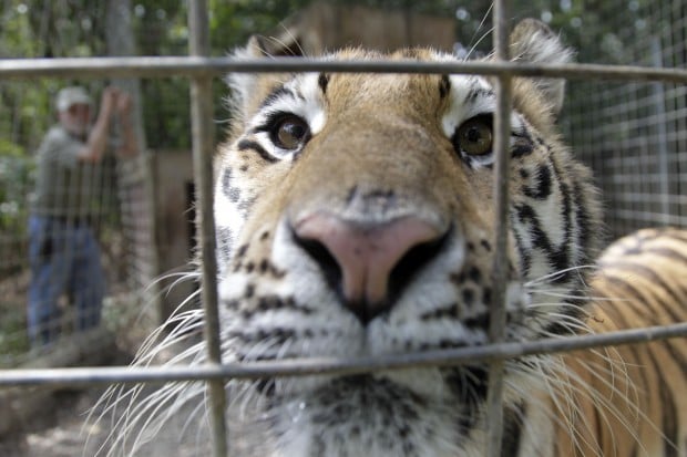 Roy Boy's tigers thriving in new home