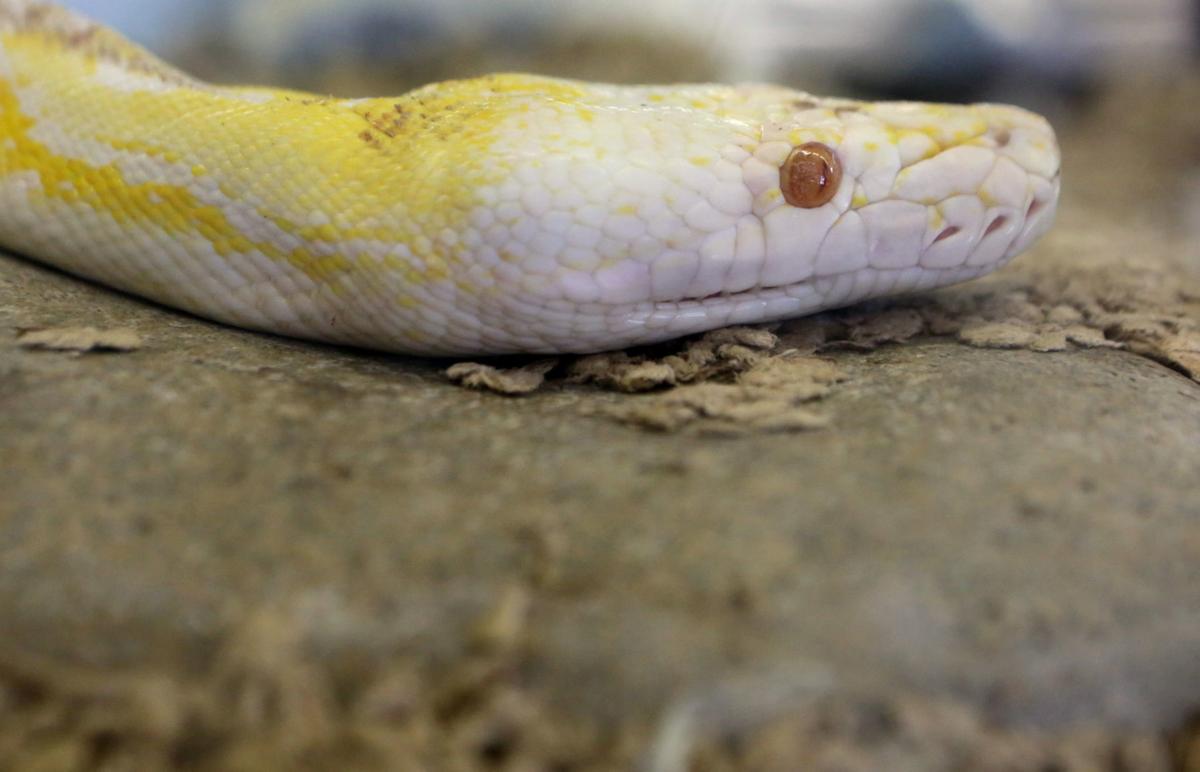 woman being strangled by python