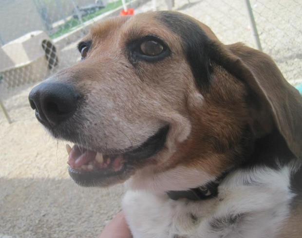 Pet of the week: Waylan