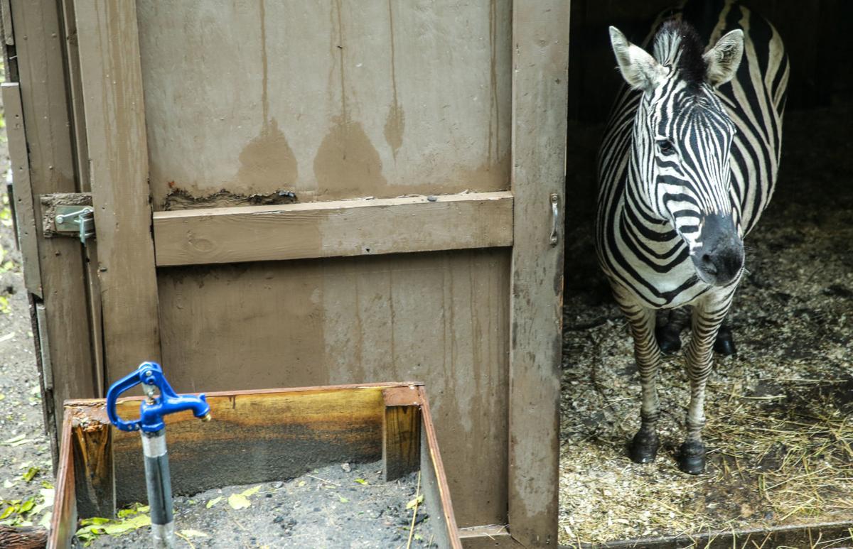 Washington Park Zoo animals on 'staycation' | Michigan City News ...