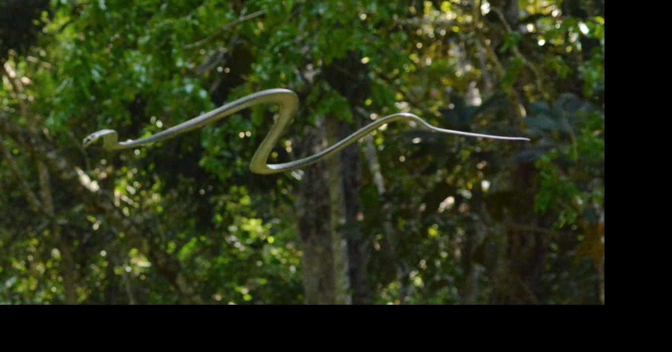 Flying snakes? Here's how they can glide through the air