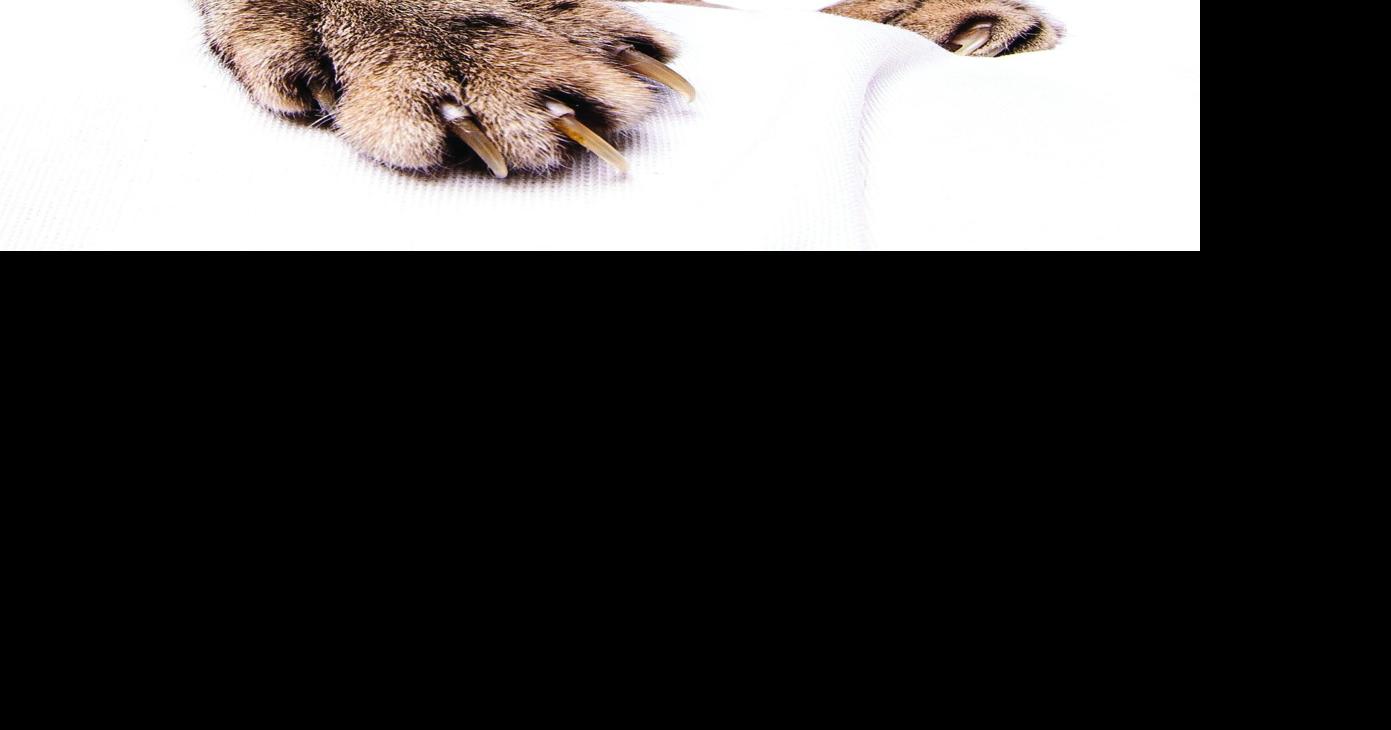 Declawing cats becoming frowned upon