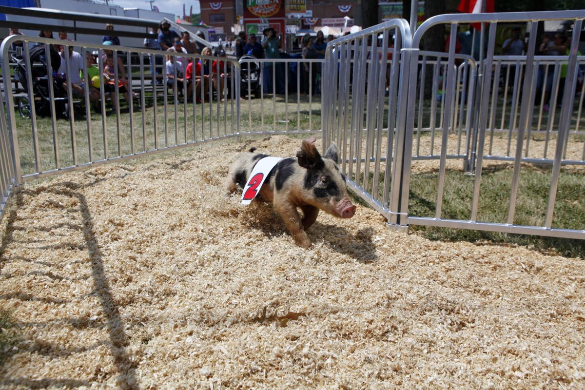 Pigs race to the finish at Lake County Fair | Latest Headlines ...