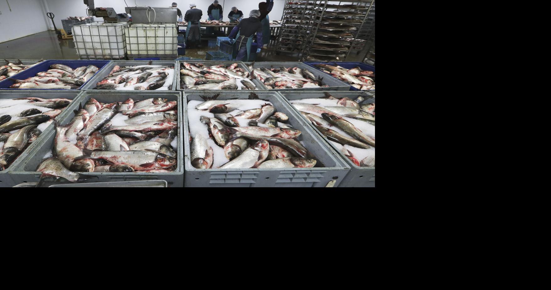 Trump administration promises to fund carp project