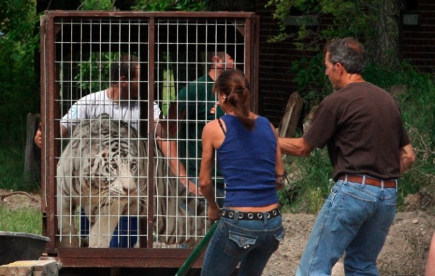 Feds remove 4 tigers from Roy Boy's