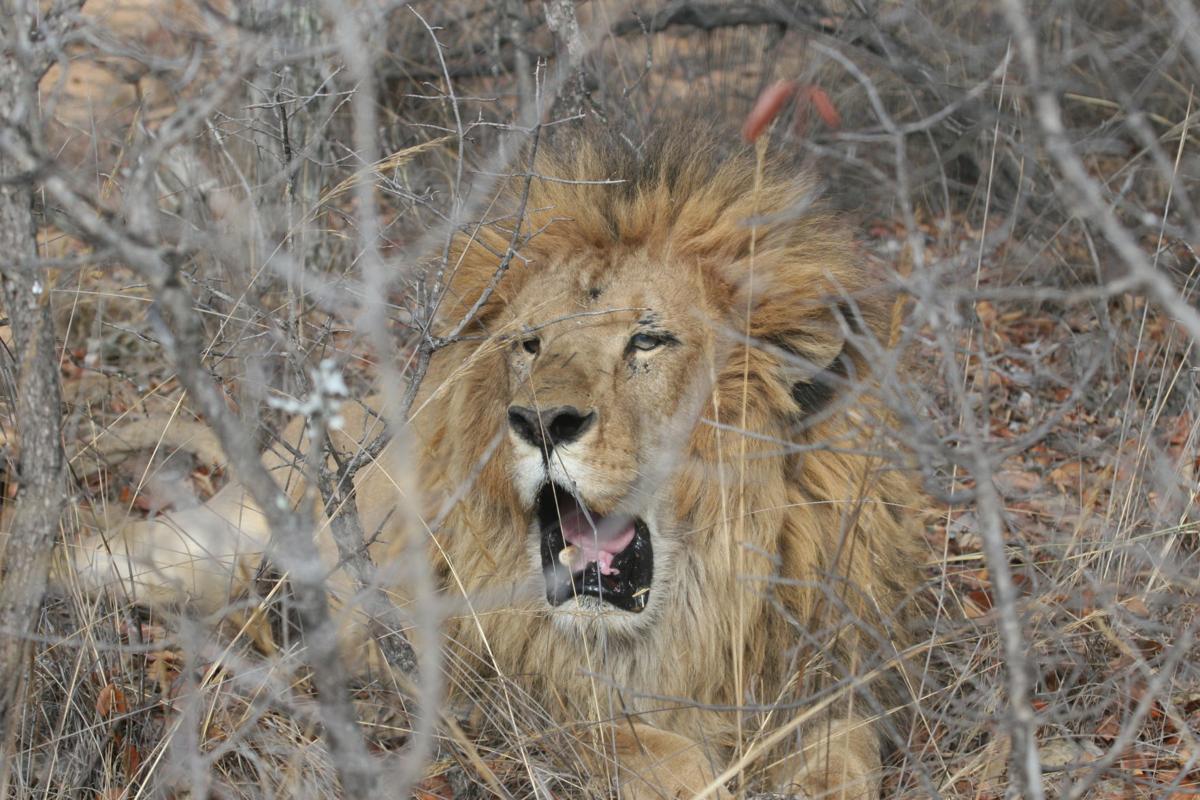 Documentary tells story of lions rescued from Bolivian circuses ...