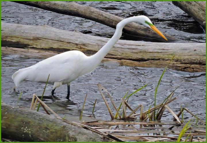 Highland Rookery turns wetlands into a bird haven, outdoor classroom