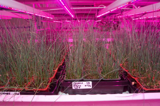 Green Sense Farms expands to China