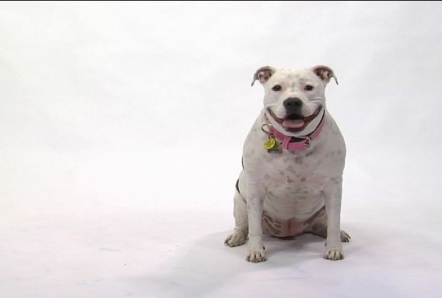 Valparaiso dog featured on Chicago TV