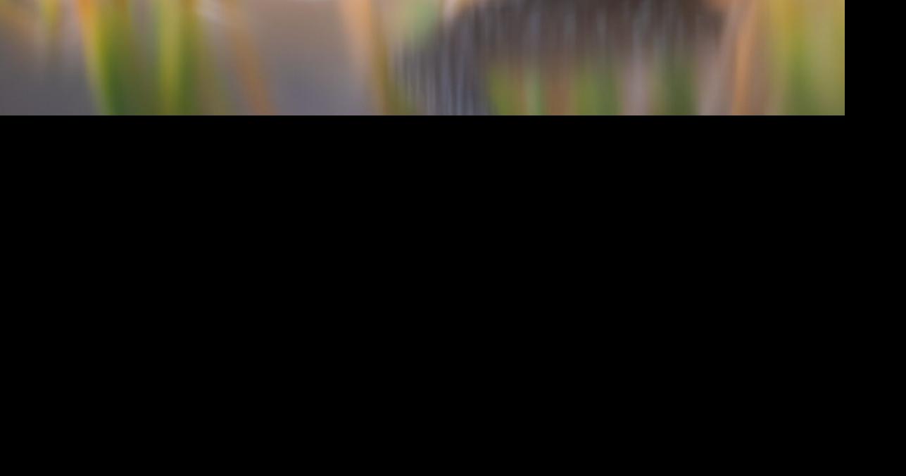 Indiana birders abuzz over rare bird sighting