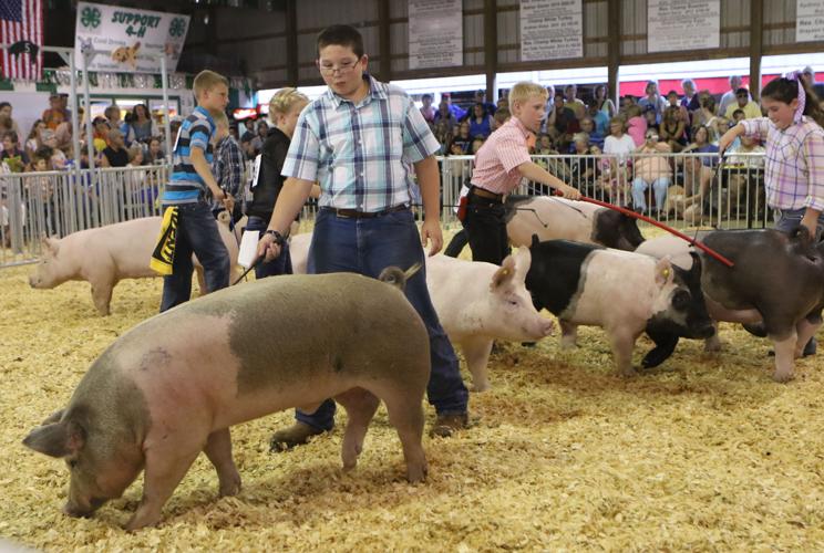 It's swine time...