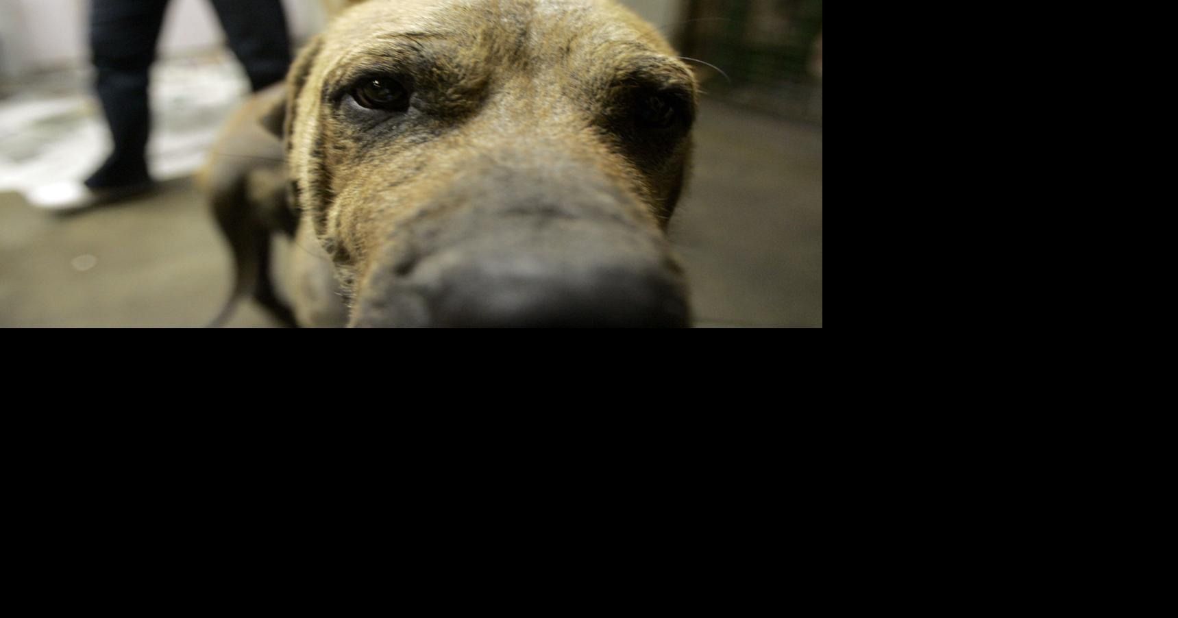 Police seek help nabbing 'heartless' people dumping dogs