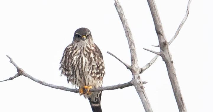 Call of small falcon opens up world of birding by sound