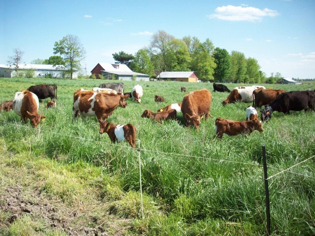 Hoosier farms offer artisinal dairy